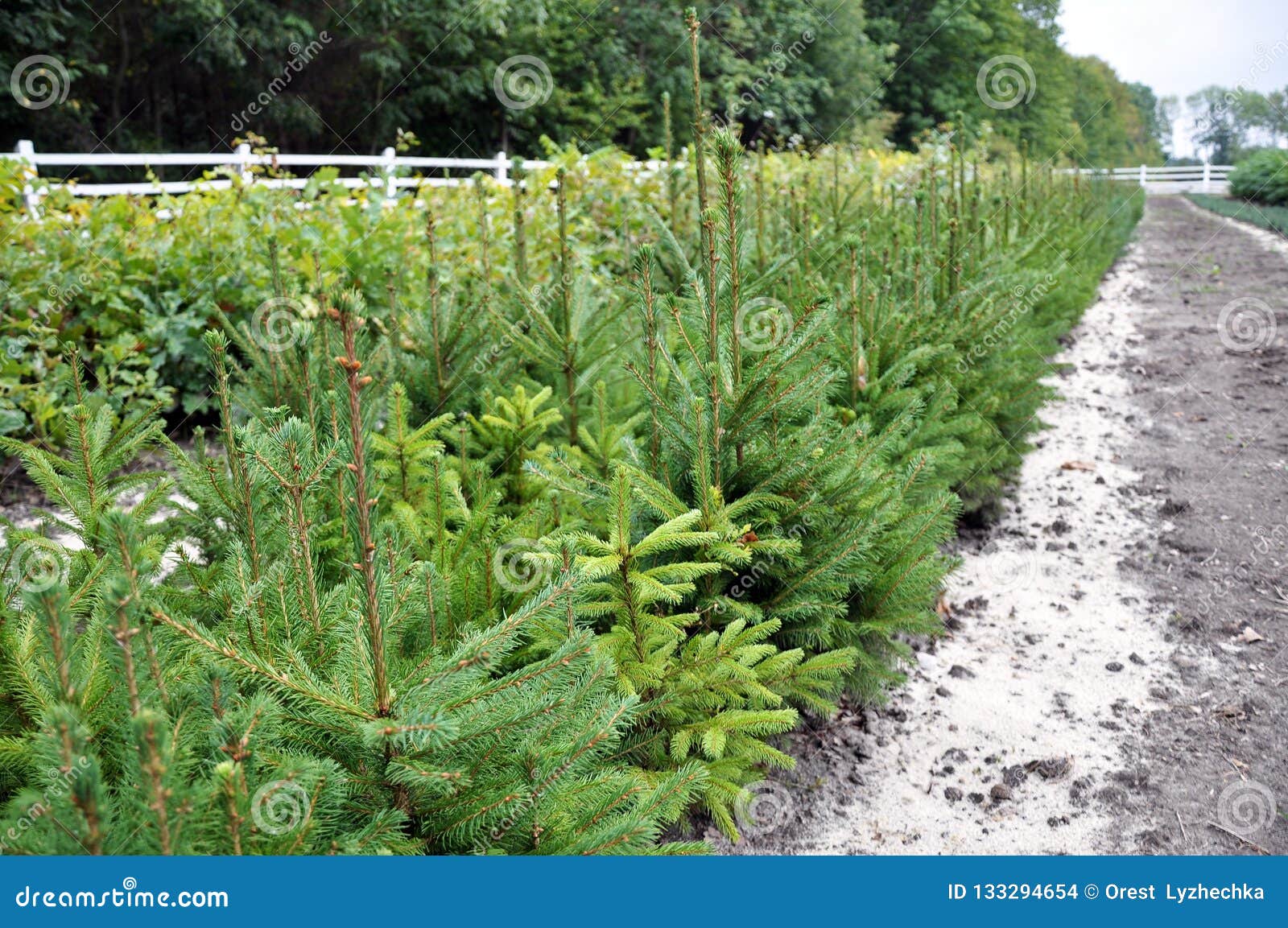Nursery for Growing Forest Tree Saplings Stock Photo - Image of ...