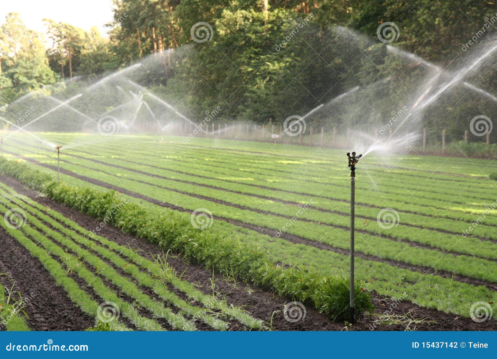 Nursery Plantation Being Watered Stock Photo - Image of garden, land ...