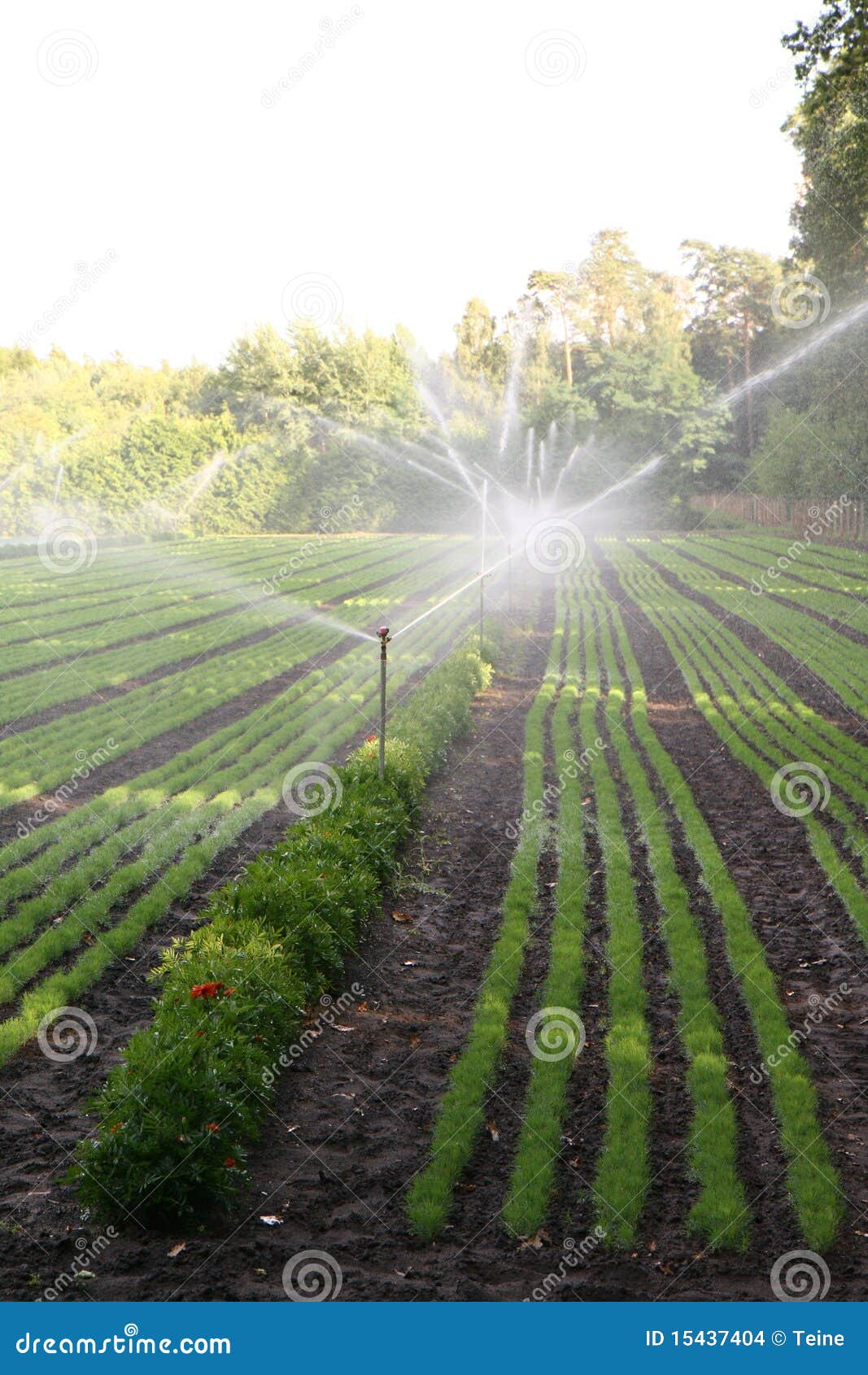 Nursery Plantation Being Watered Stock Photo - Image of system, raising ...