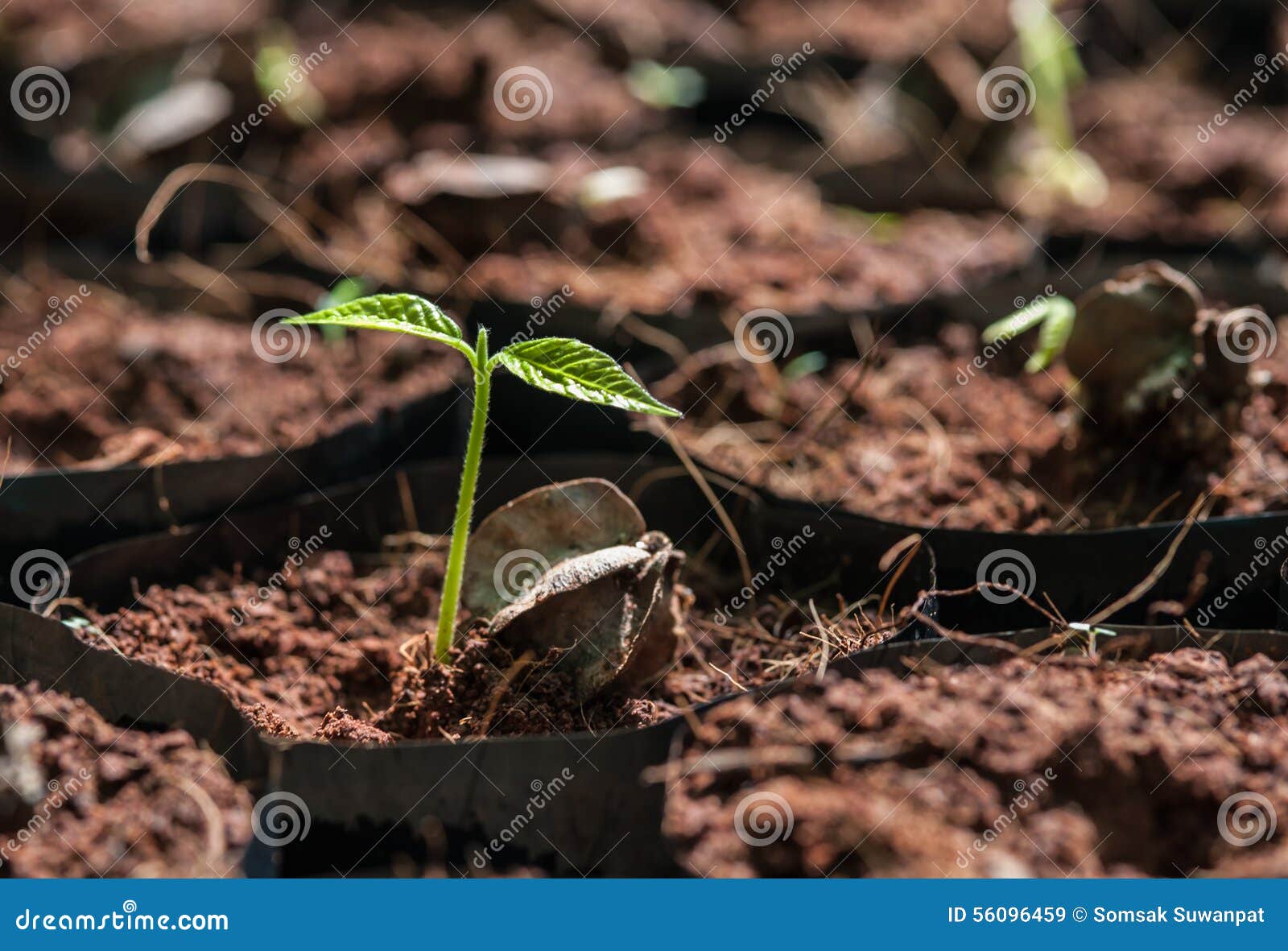 115 Soil Convert Stock Photos - Free & Royalty-Free Stock Photos from ...