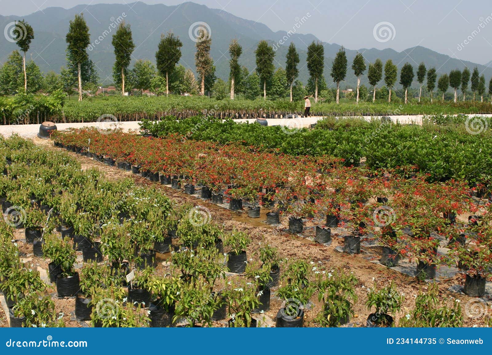 A Nursery of Plants and Trees for Gardening Stock Image - Image of ...