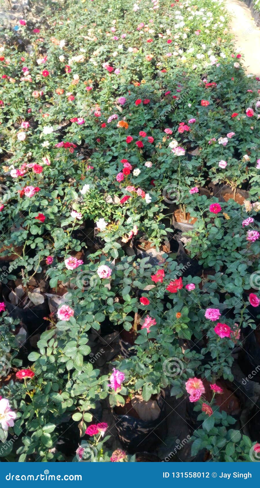 Nursery stock photo. Image of colours, rose, flowers - 131558012