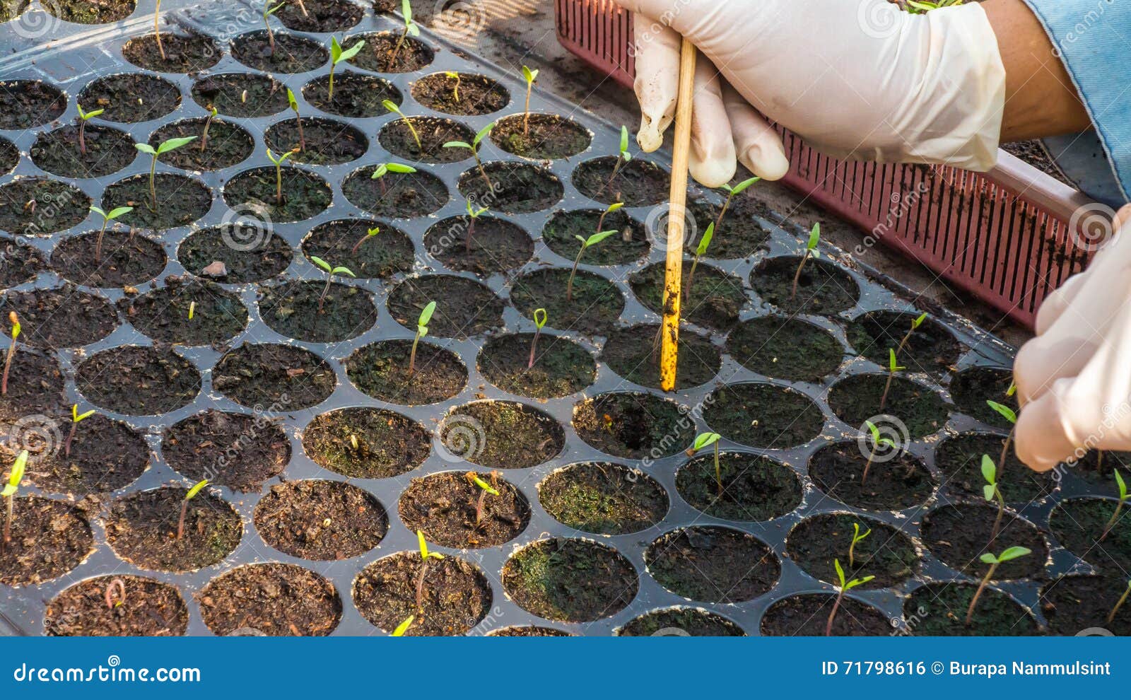Nursery sowing tomato stock photo. Image of closeup, green - 71798616