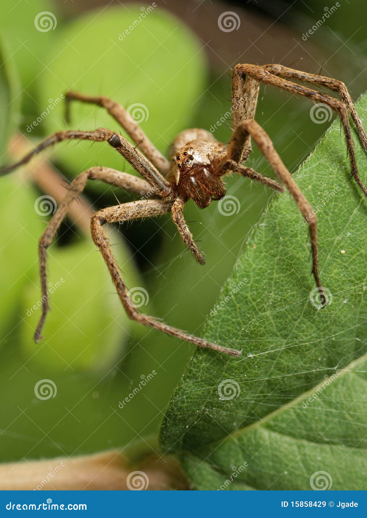 Nursery Spider from Front stock image. Image of arachnid - 15858429