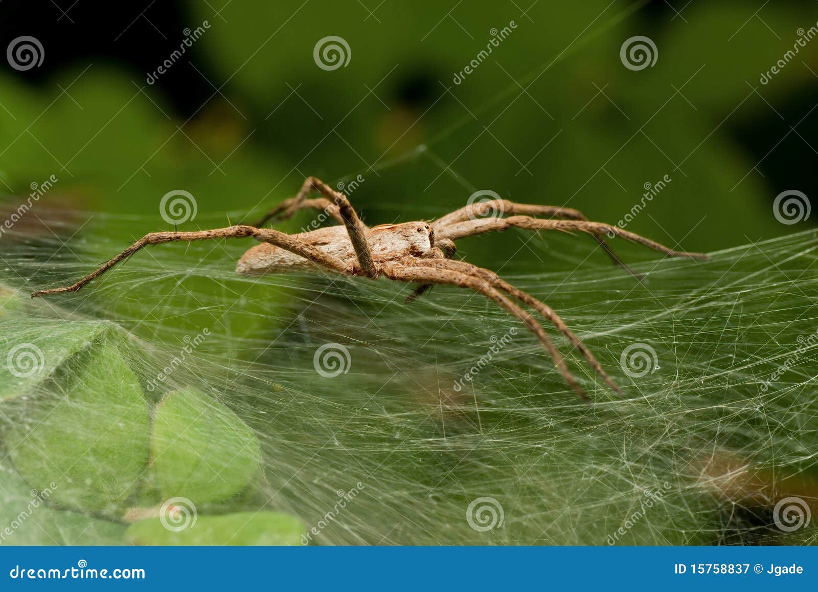 Nursery Spider from the Side Stock Image - Image of hairy, arachnid ...
