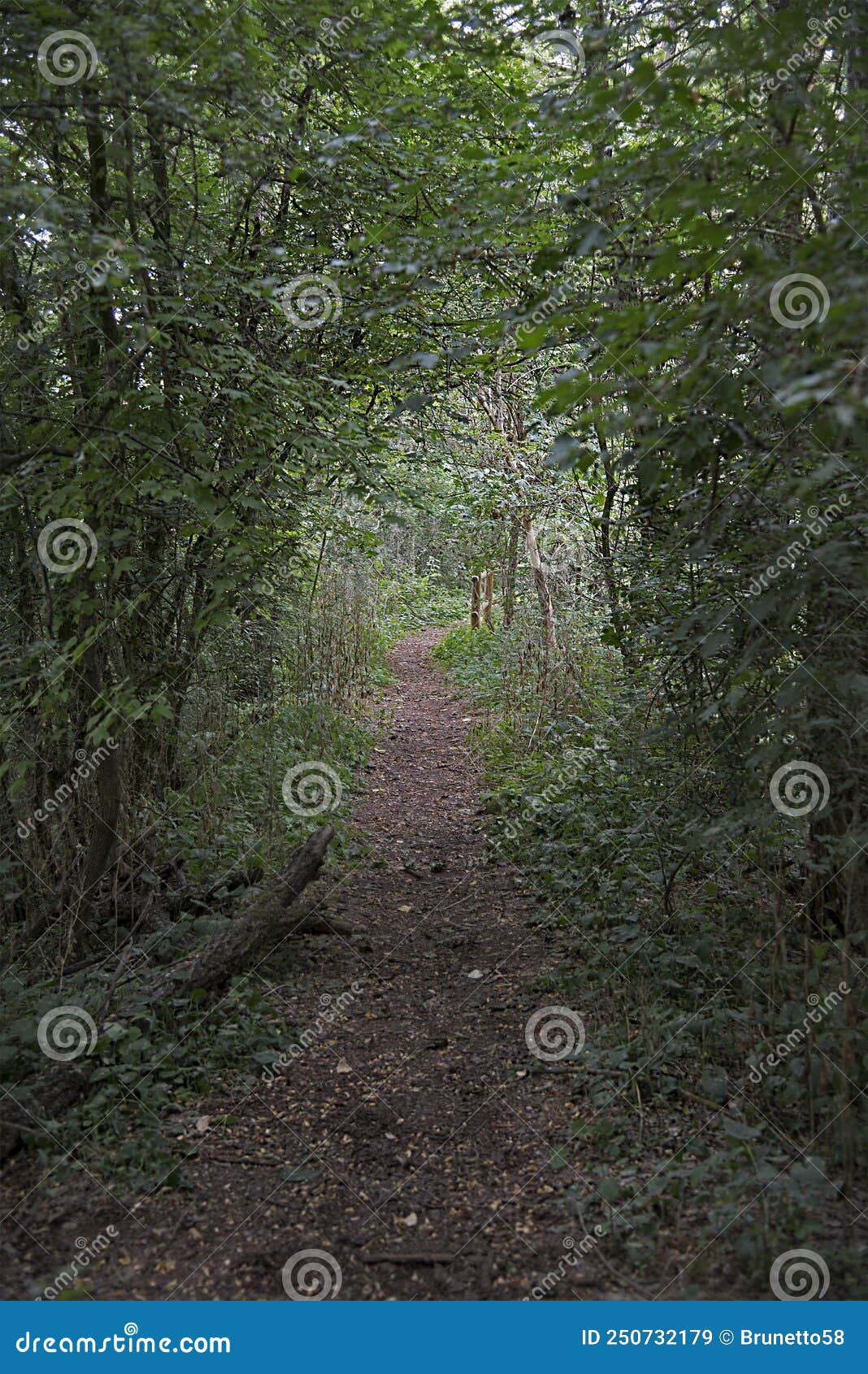 Nursery of Tall Trees in the Mantua Area Stock Image - Image of trees ...