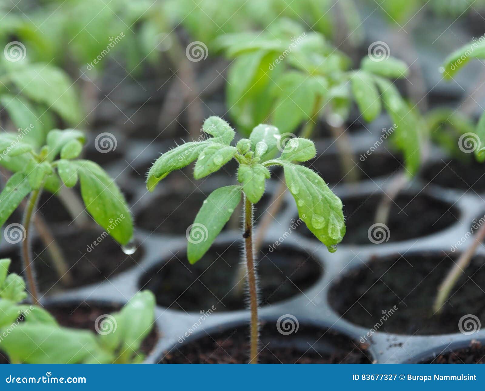 Nursery tomato seedling. stock image. Image of agriculture - 83677327