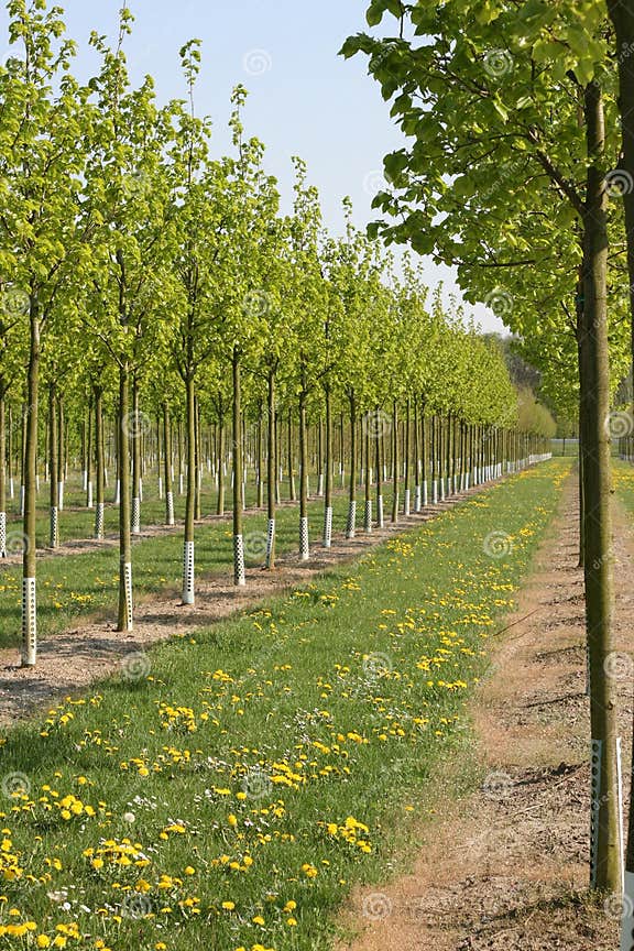 Nursery Trees in the Spring Time Stock Image - Image of shrubs, nature ...