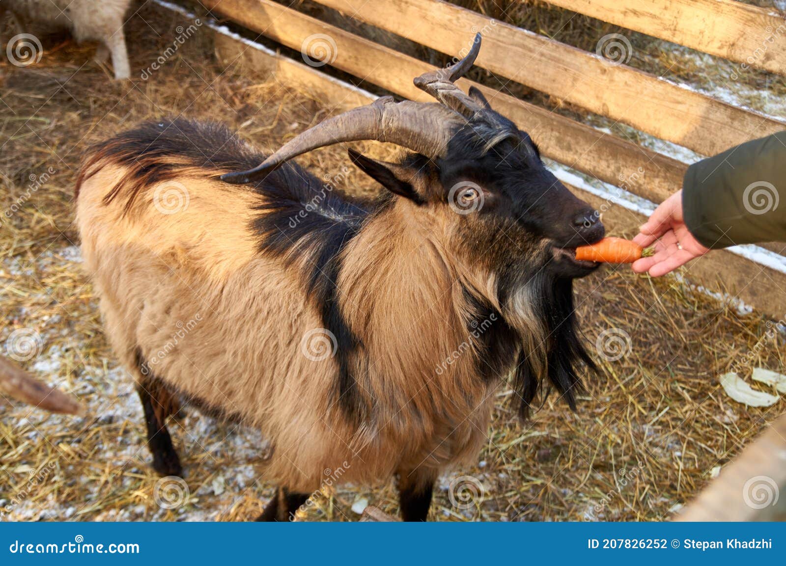 Nursery for Various Animals. Feeding the Ram Stock Photo - Image of ...