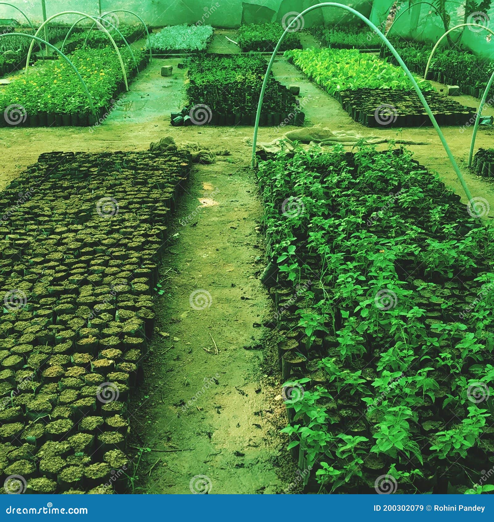 Nursery in vast area stock image. Image of plantation - 200302079