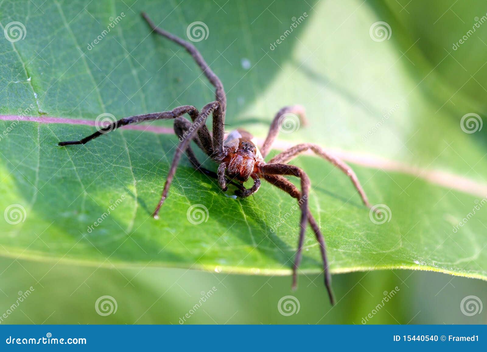 Nursery-web Spider stock photo. Image of animal, numerous - 15440540