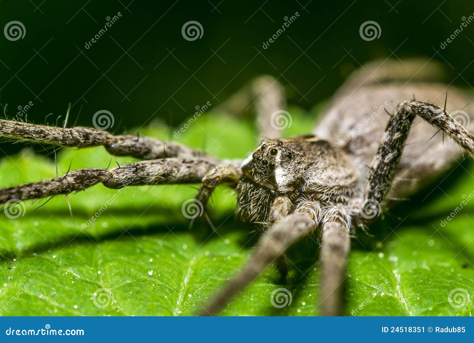 Nursery Web Spider stock image. Image of green, fangs - 24518351