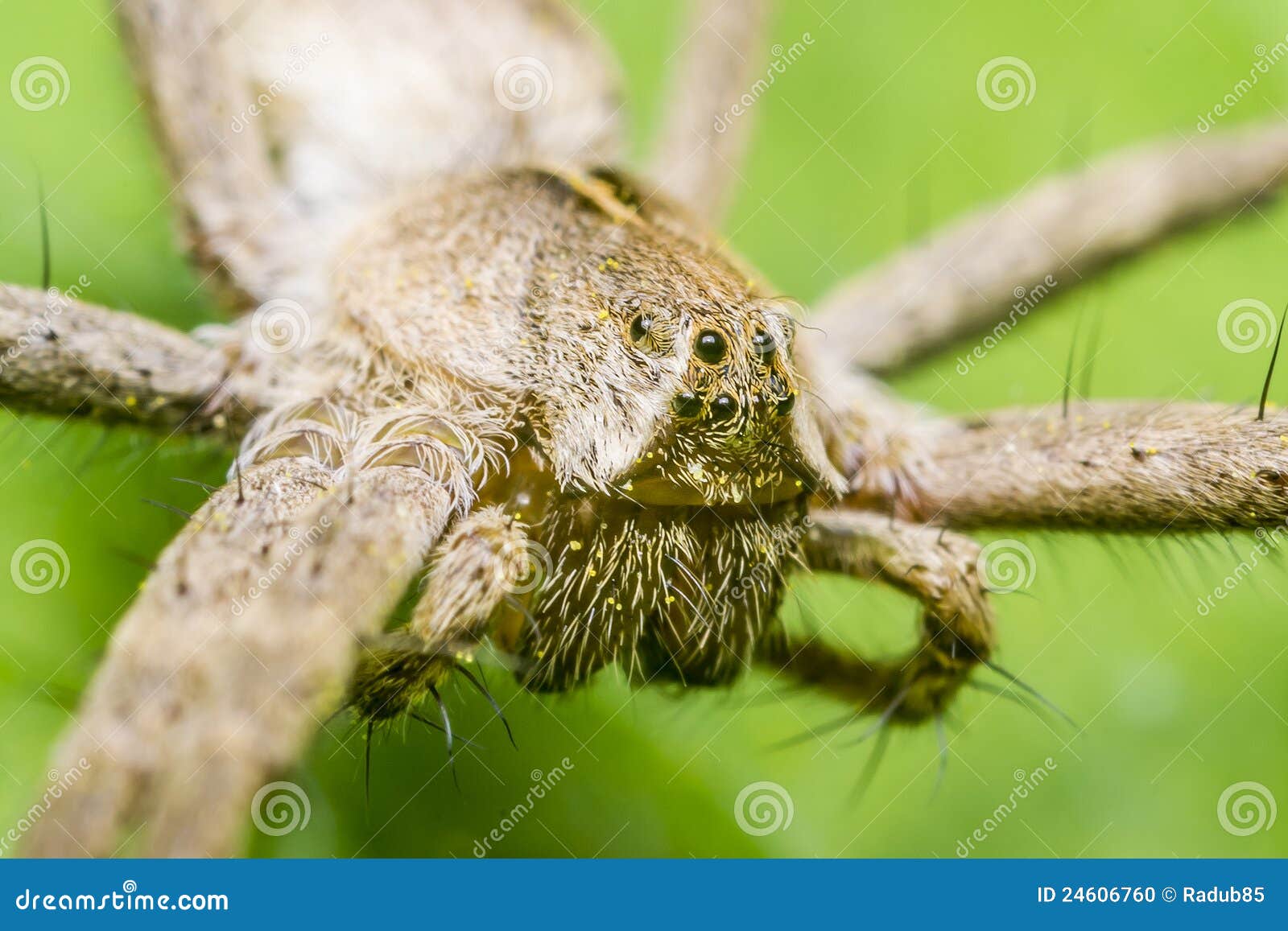 Nursery Web Spider stock photo. Image of eyes, closeup - 24606760