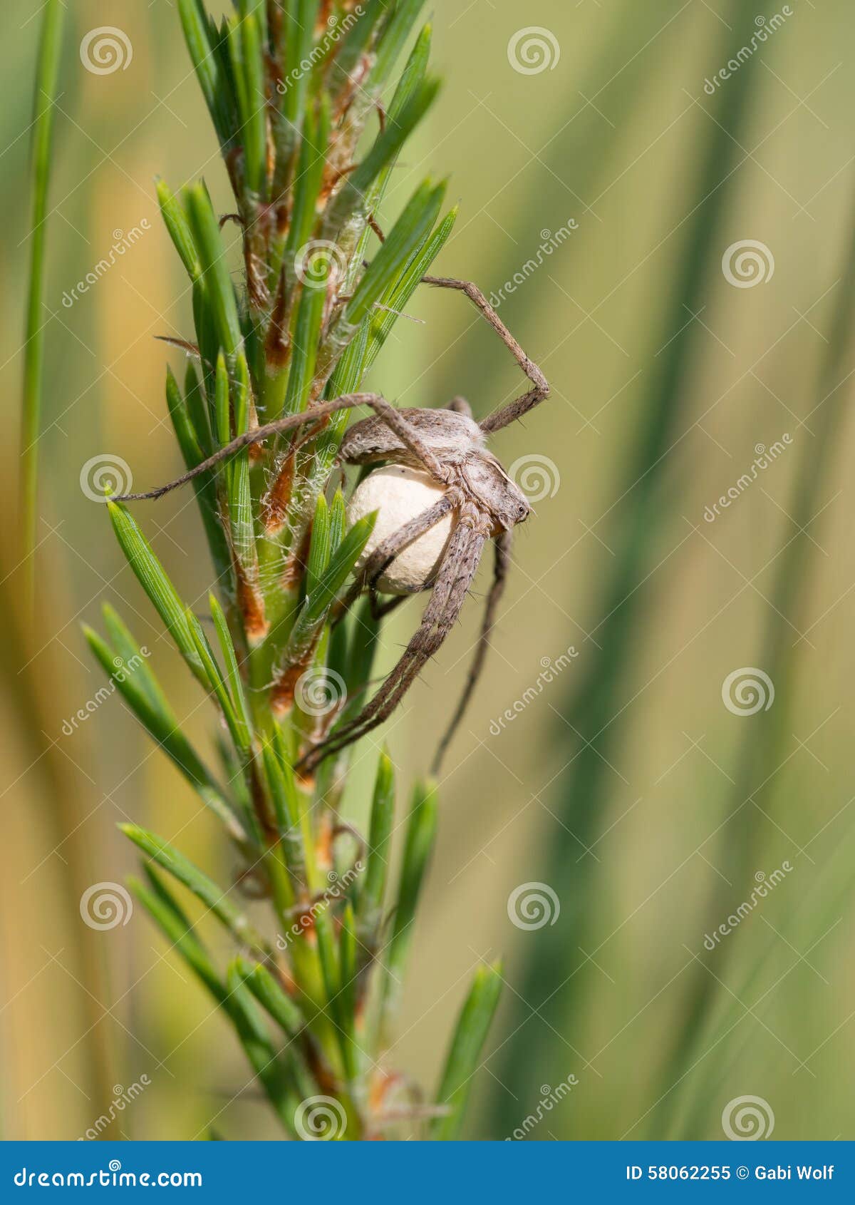 Nursery Web Spider with a Cocoon Stock Image - Image of female, spider ...