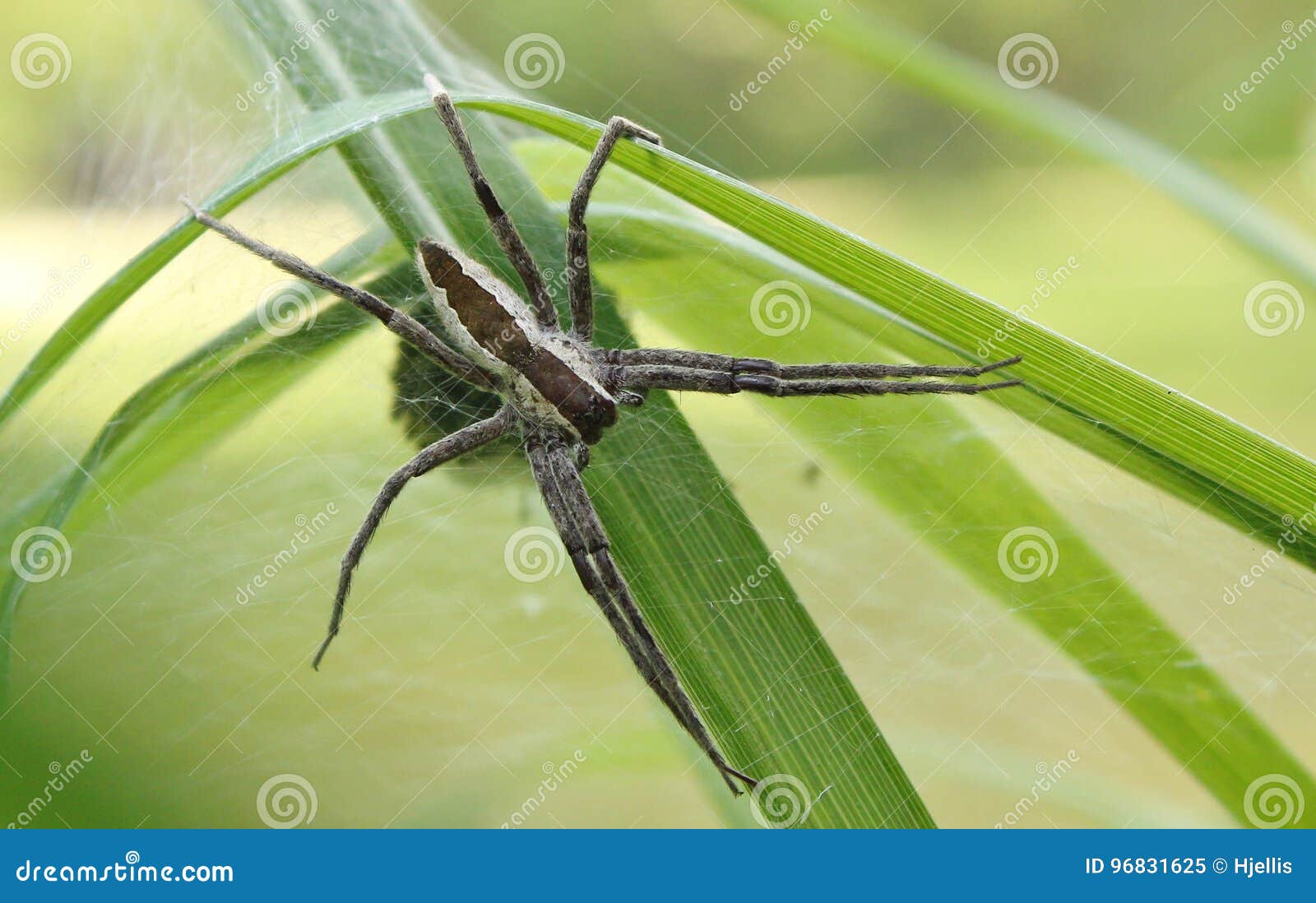 Nursery Web Spider stock image. Image of nature, garden - 96831625