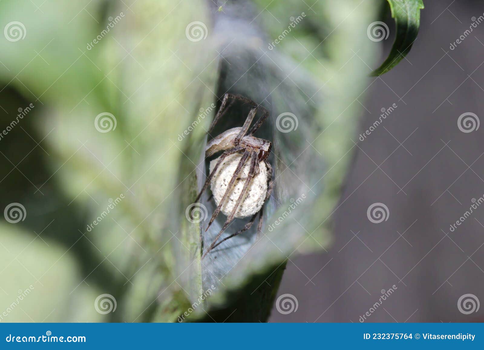 Nursery Web Spider Holding Sack with Eggs Stock Photo - Image of sack ...