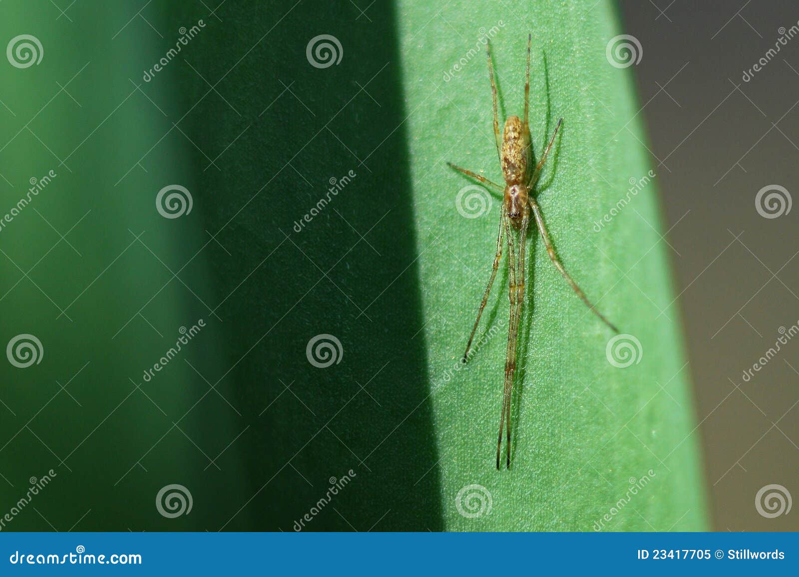 Nursery Web Spider (Pisaura Mirabilis) Stock Image - Image of spider ...