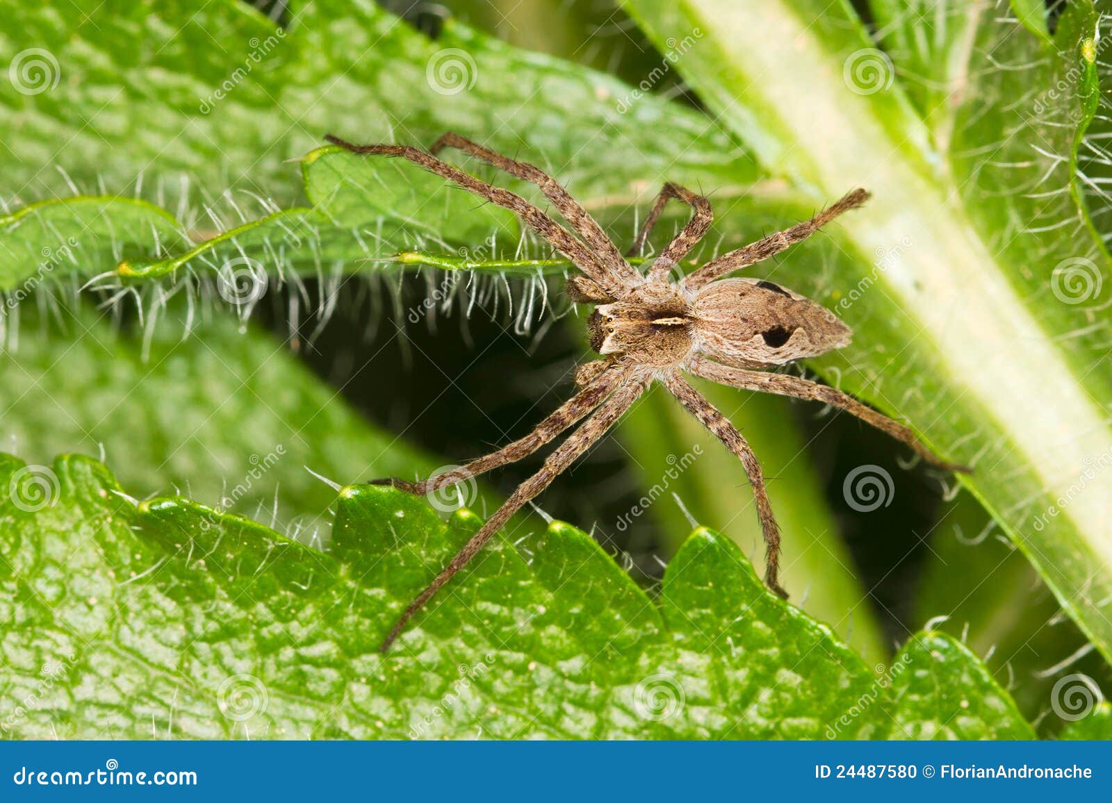 The Nursery Web Spider / Pisaura Mirabilis Stock Photo - Image of ...