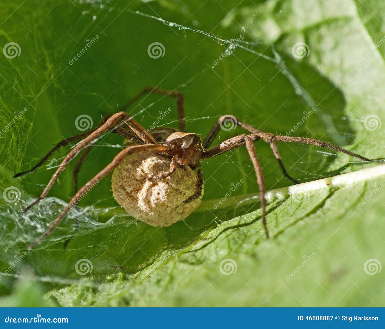 The Nursery Web Spider Pisaura Mirabilis Stock Image - Image of close ...