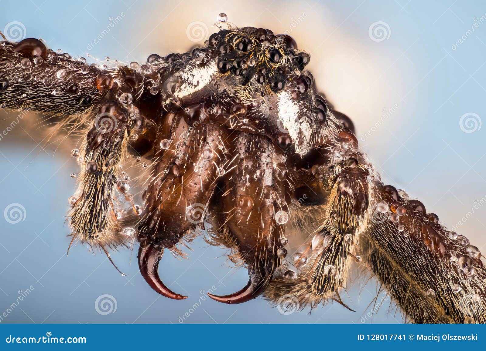 Nursery Web Spider, Spider, Nursery-web Spider, Pisaura Mirabilis Stock ...
