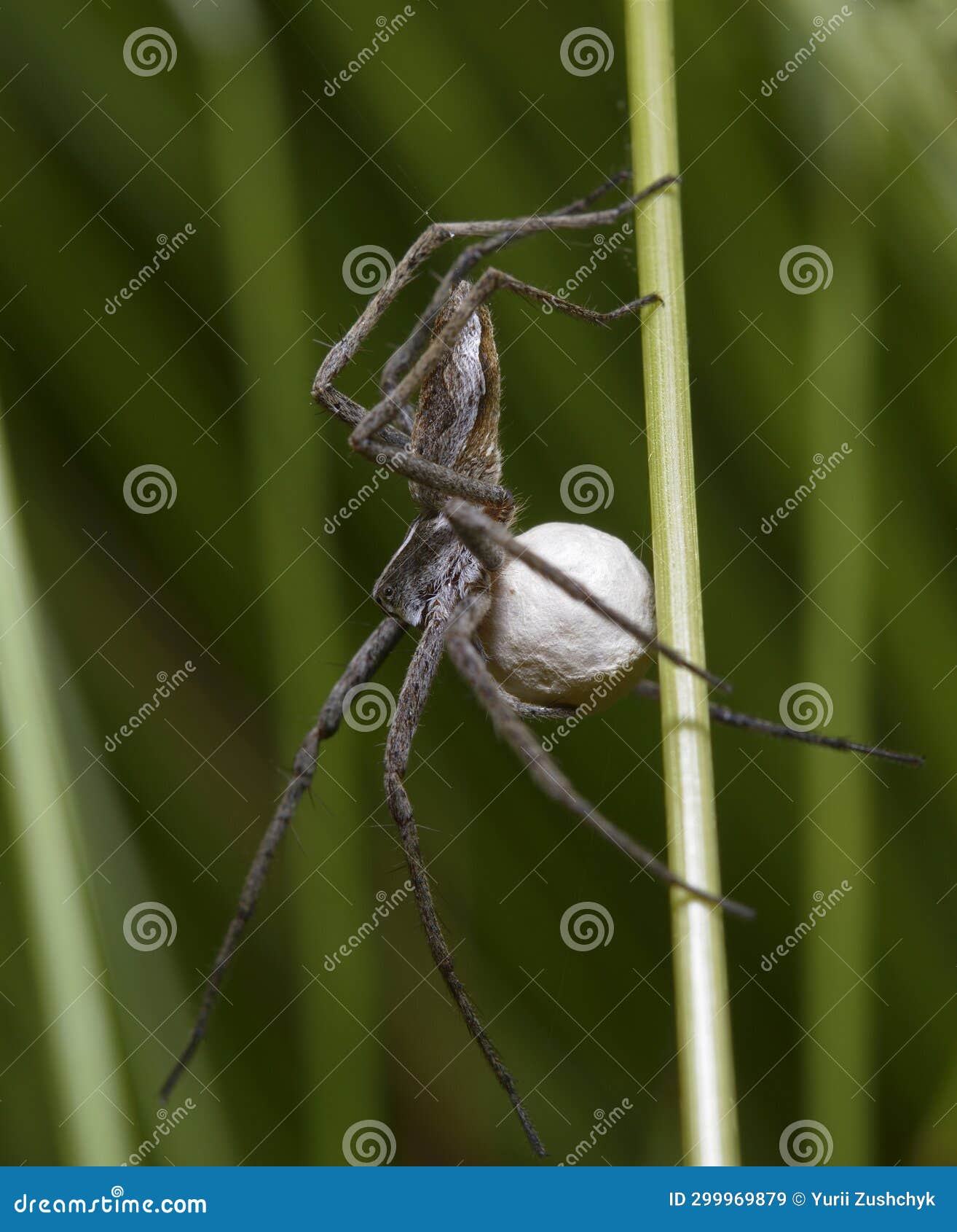 Nursery Web Spider Pisauridae Guarding Its Nest, Holding a Cocoon in ...