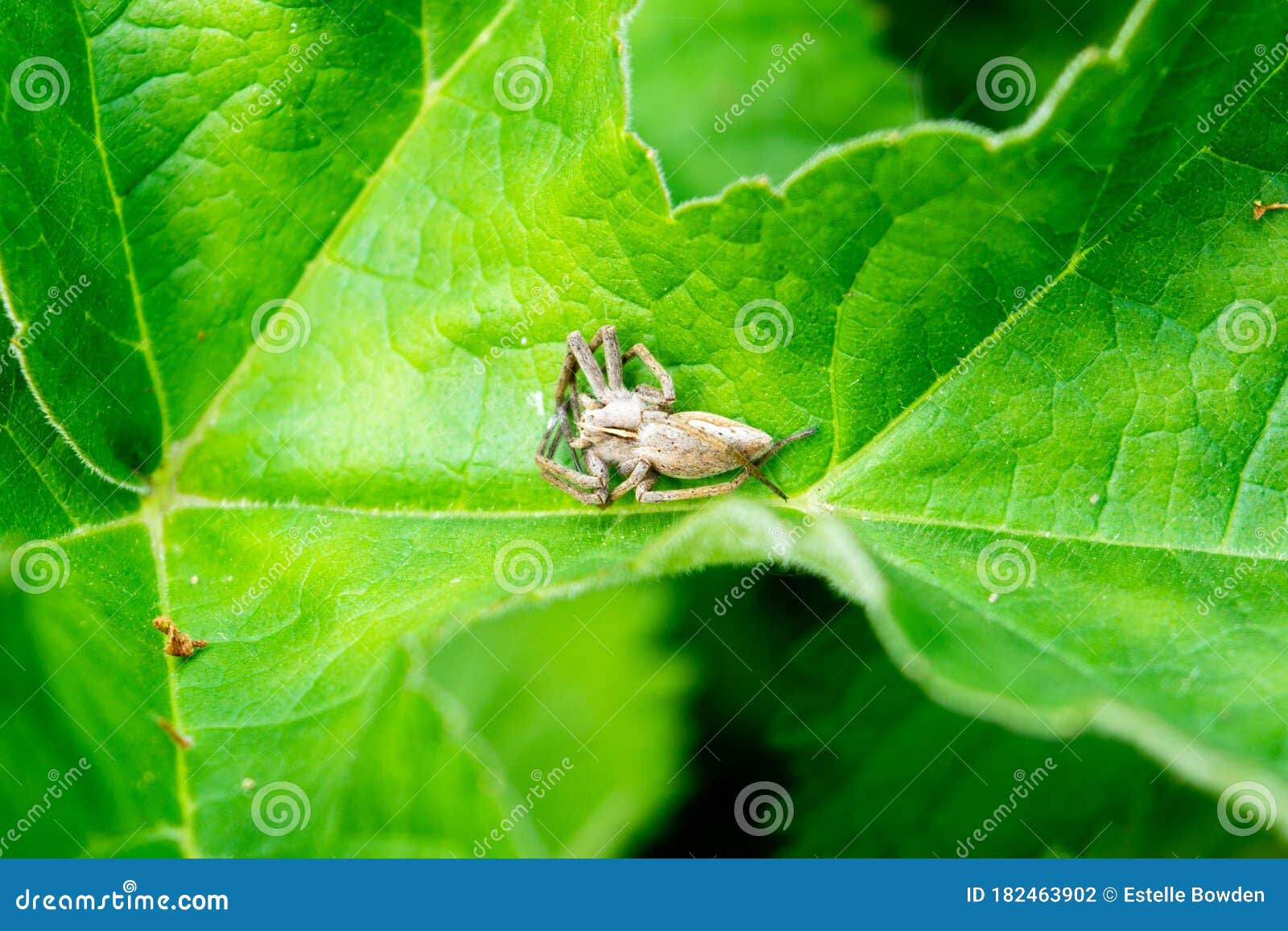 Nursery web spider resting stock photo. Image of eight - 182463902