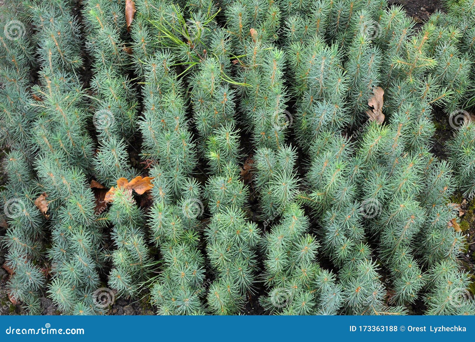 A Plot of Forest for Growing Seedlings of Forest Trees Stock Photo ...