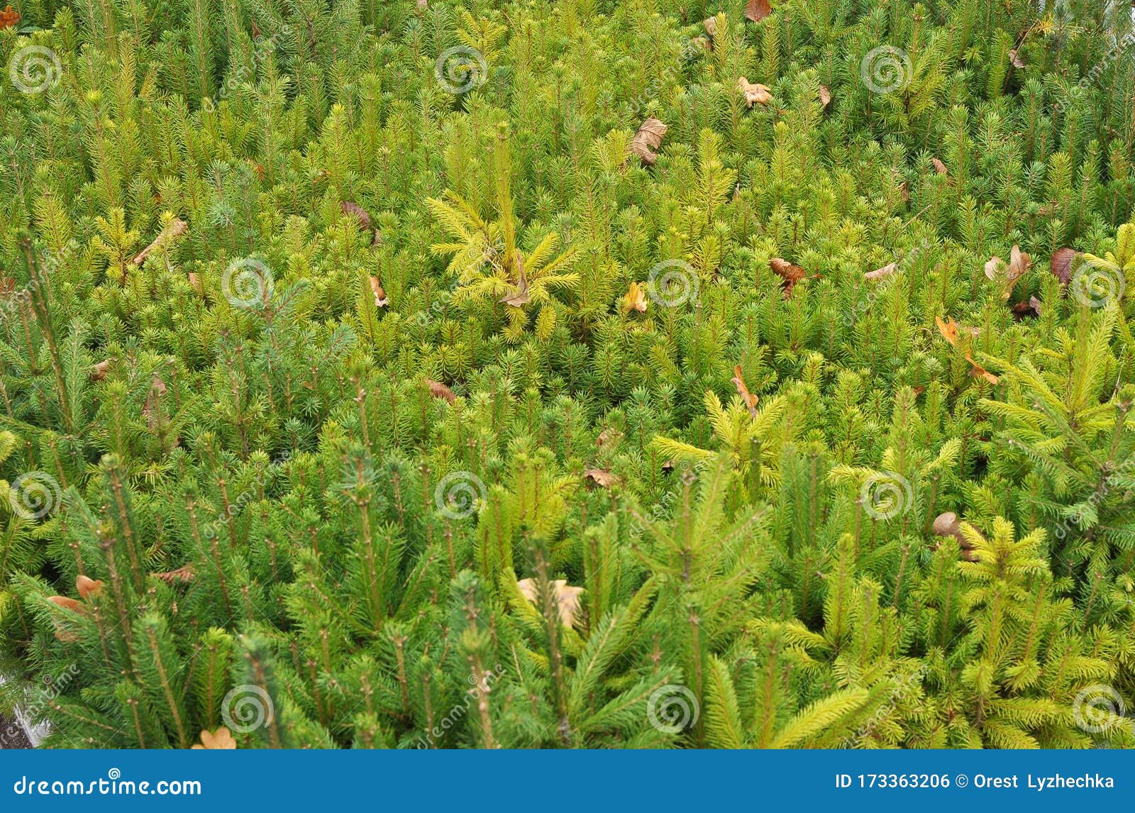 A Plot of Forest for Growing Seedlings of Forest Trees Stock Photo ...