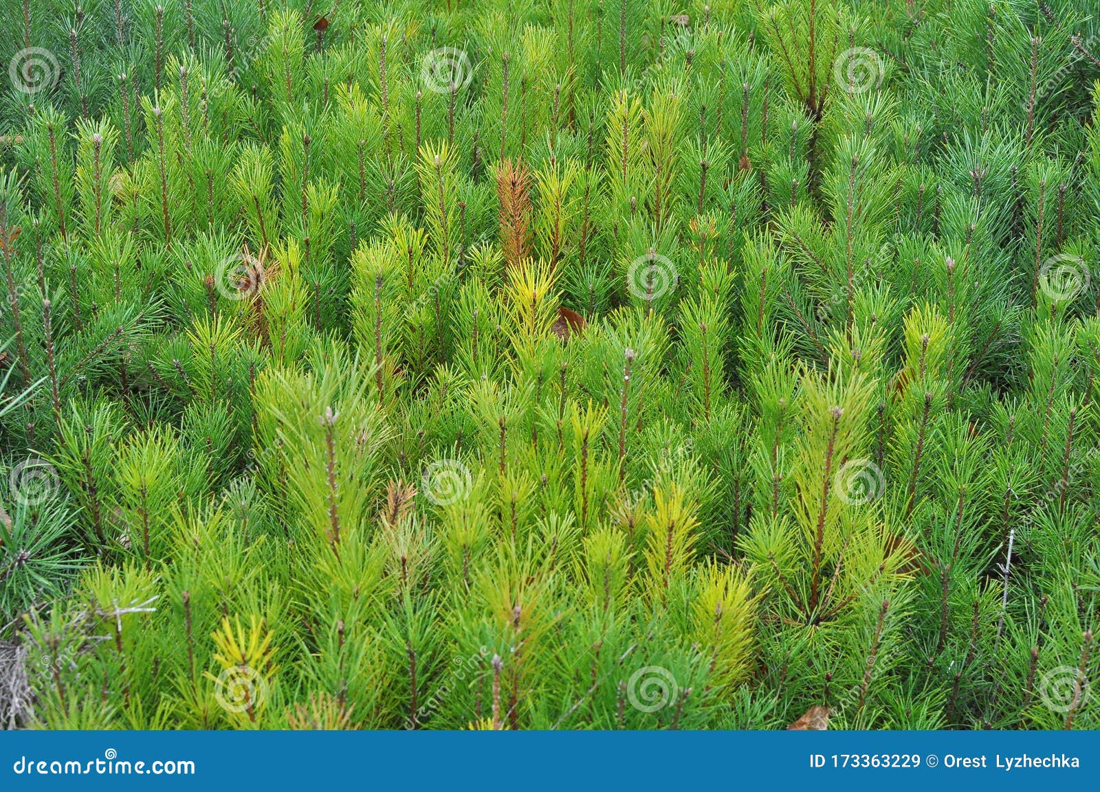 A Plot of Forest for Growing Seedlings of Forest Trees Stock Image ...