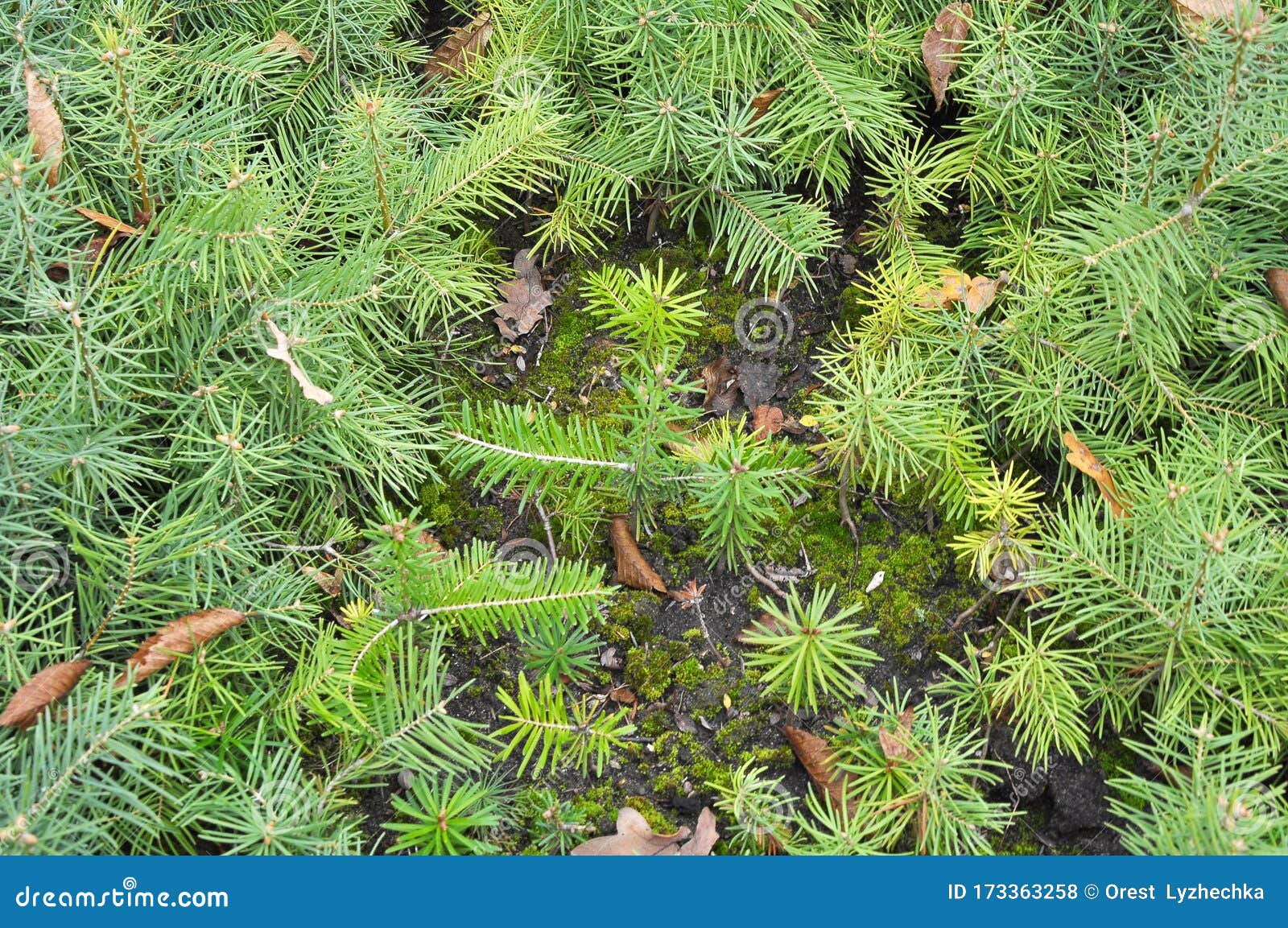 A Plot of Forest for Growing Seedlings of Forest Trees Stock Photo ...