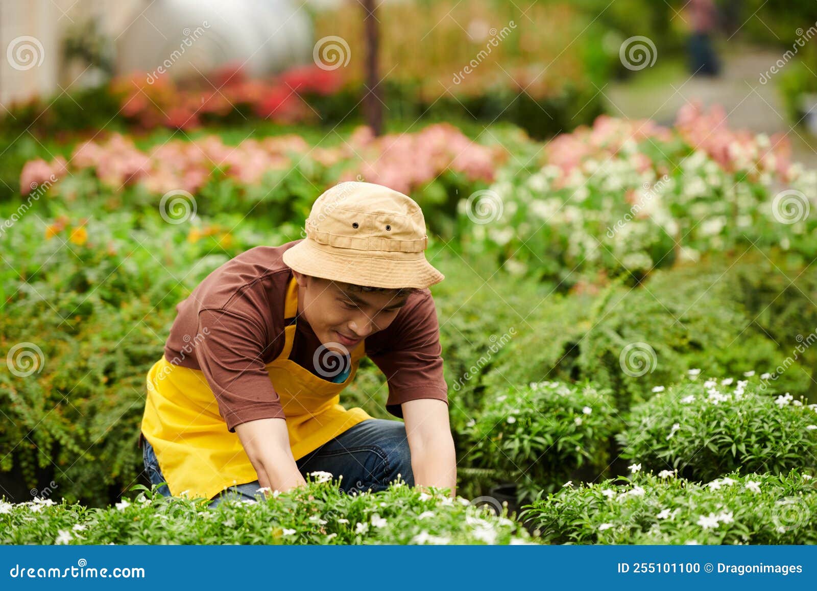 Nursery Worker Planting Flowers Stock Photo - Image of outdoors ...