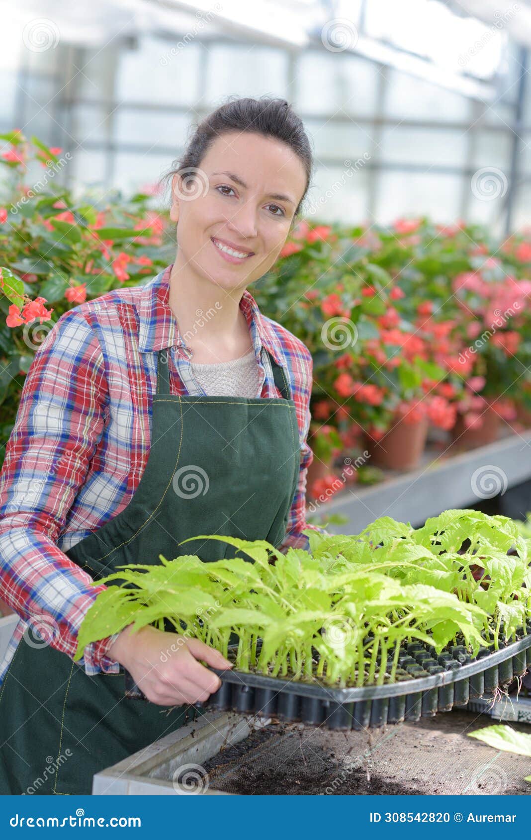 Nursery Worker Posing Holding Plant Sprouts Stock Photo - Image of ...