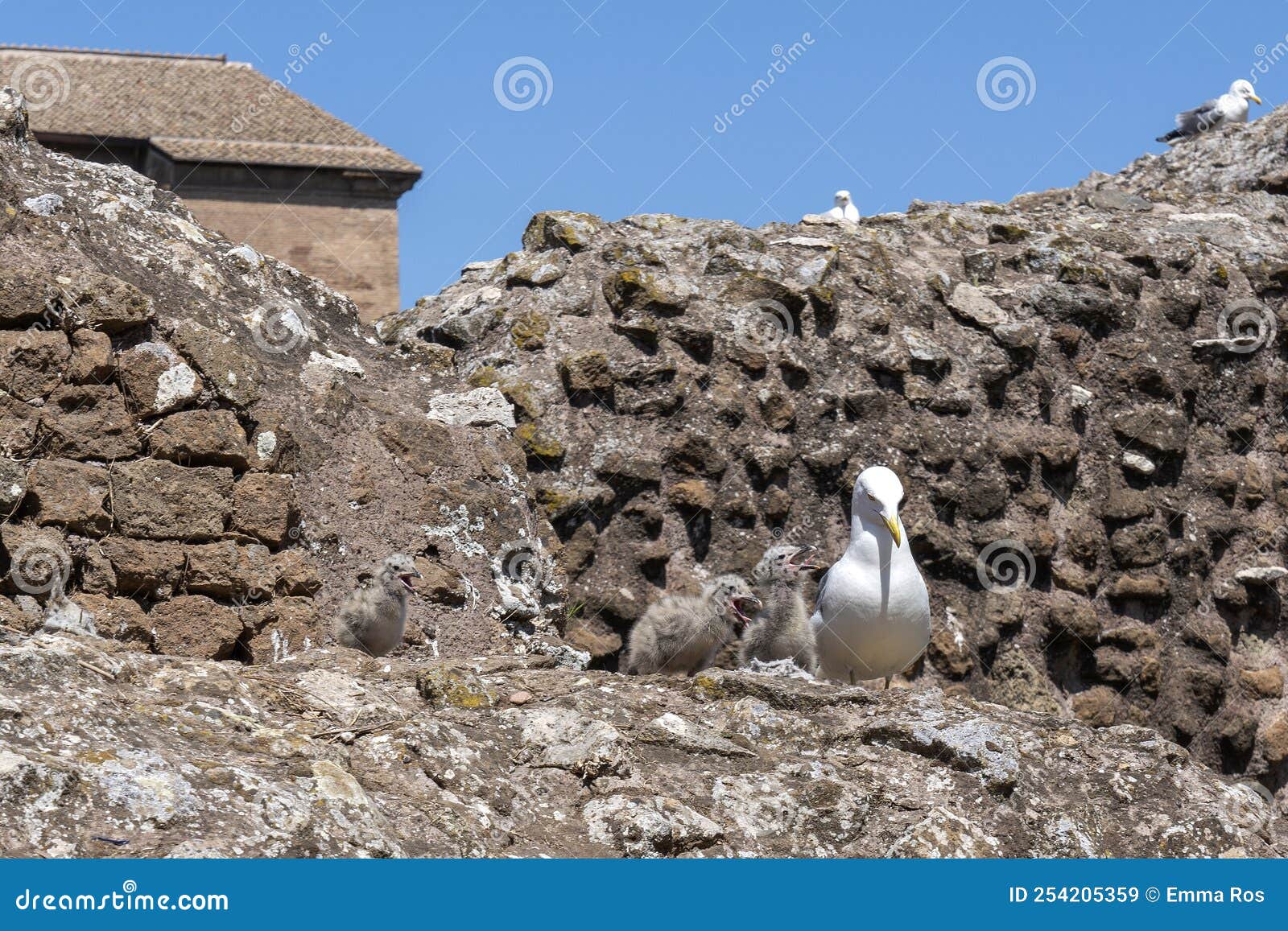 Nursery with Young Seagulls in Foro Romano in Ancient Rome Stock Image ...