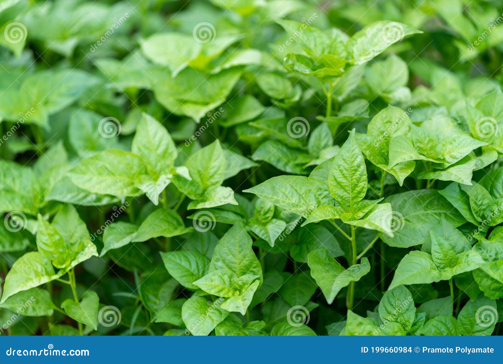 Nursery of Young Sprout Chilli before Planting in the Field Stock Photo ...