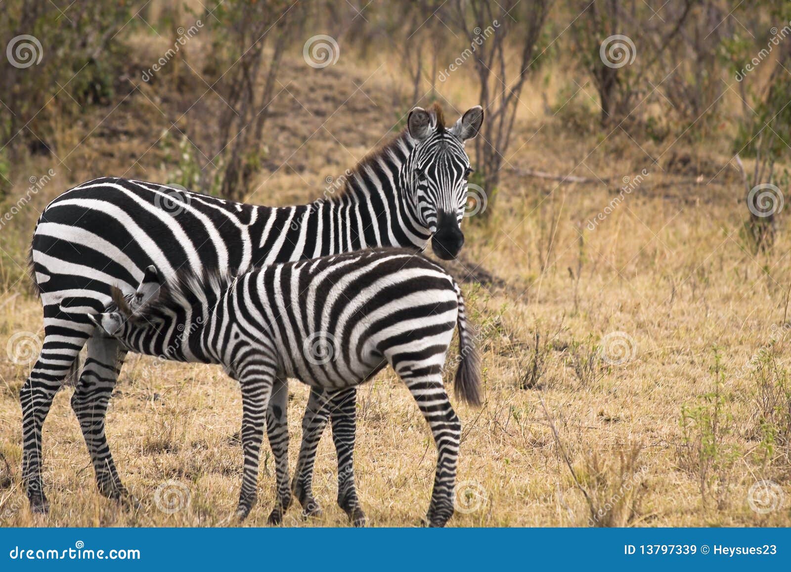 Nursing baby zebra stock image. Image of pattern, grass - 13797339
