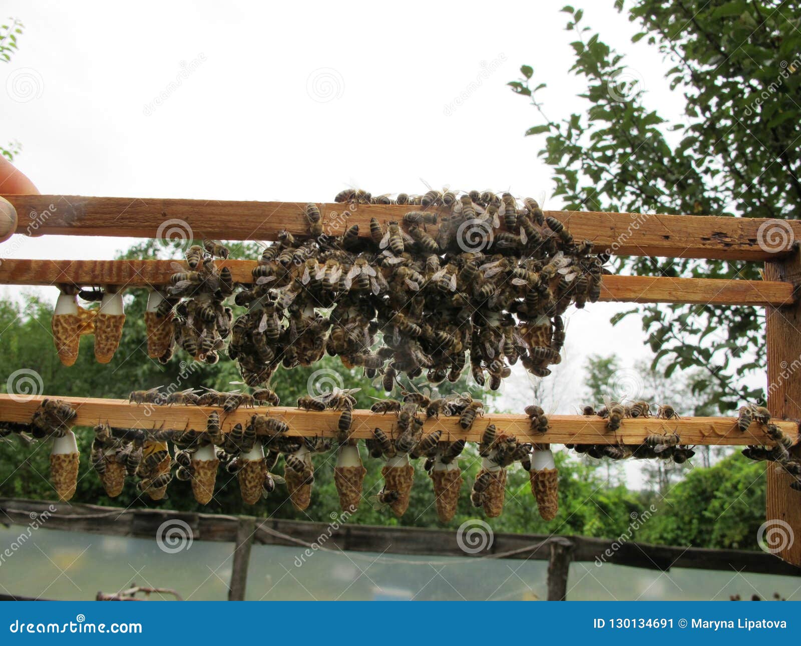 Nursing Bees on a Frame with Queen Cells. Artificial Insemination of ...