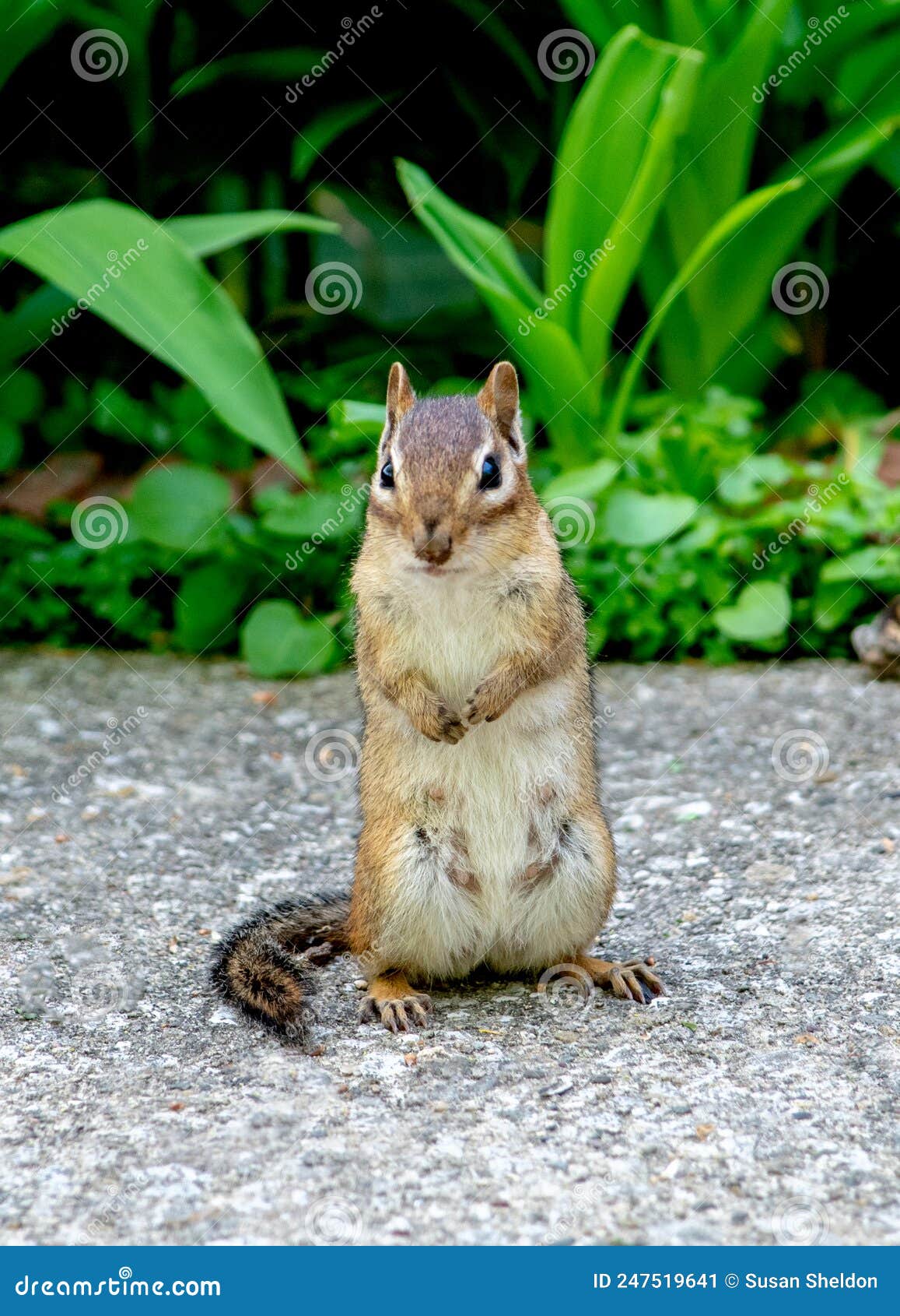 Nursing Chipmunk Standing Upright in the Garden Stock Image - Image of ...