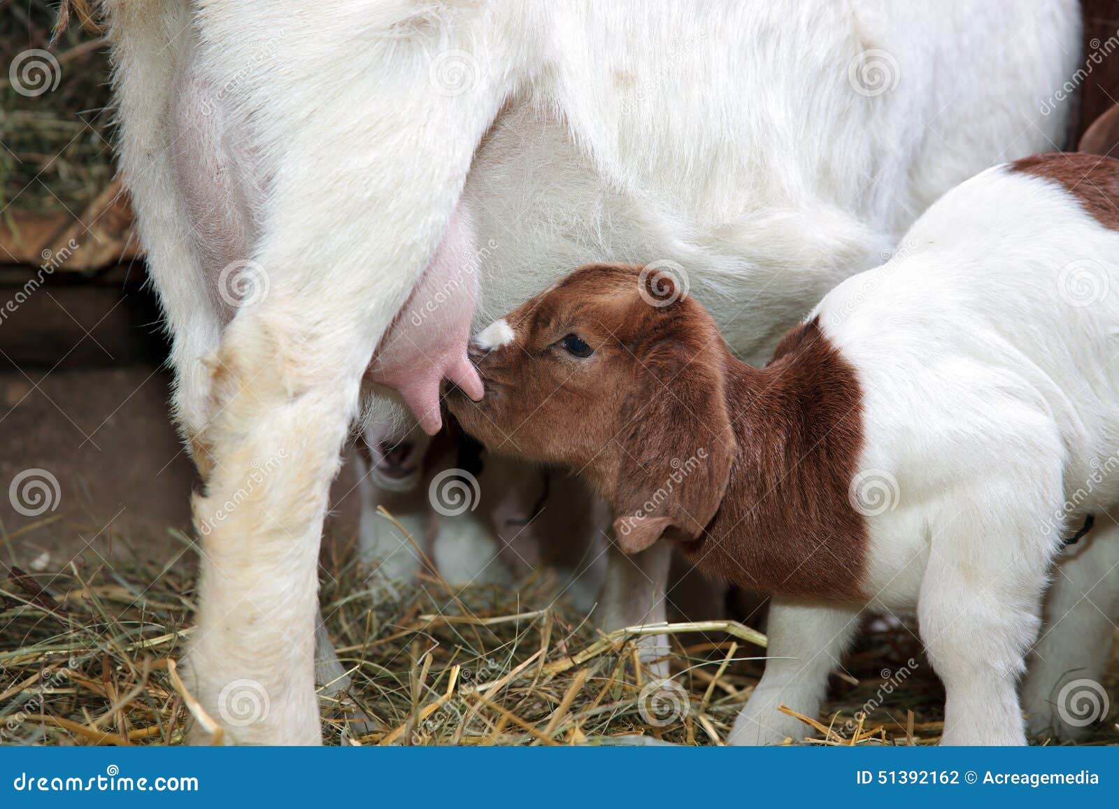 Nursing Goat stock photo. Image of food, livesstock, brown - 51392162