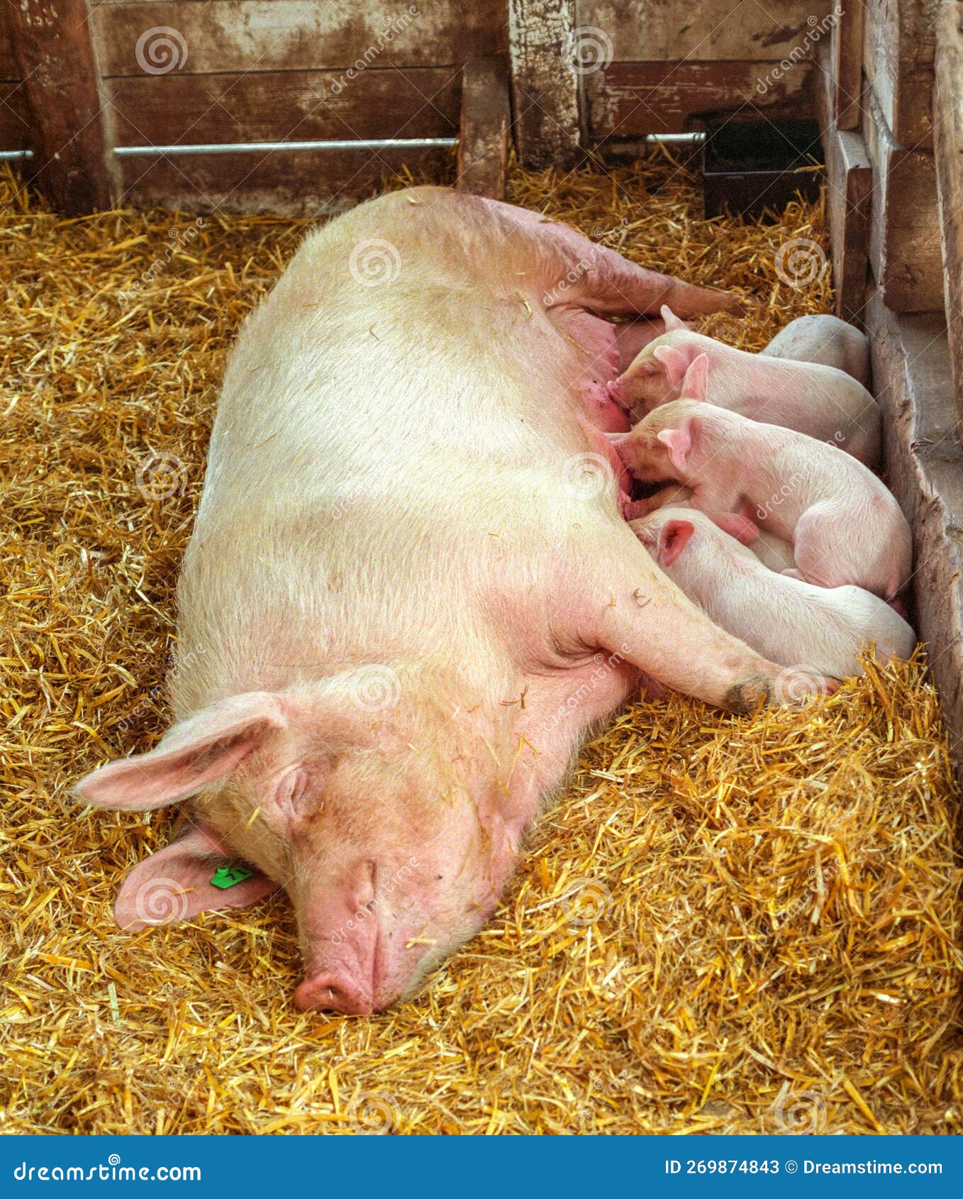 Nursing Piglets in Barn Lying on Hay Stock Image - Image of group ...