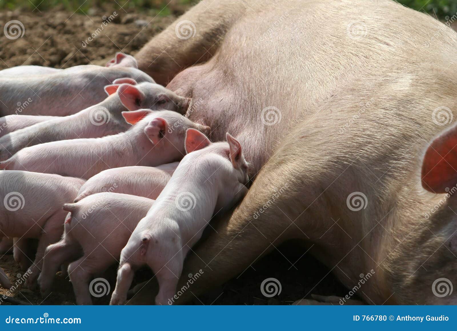 Nursing pigs stock photo. Image of farm, feeding, outdoor - 766780