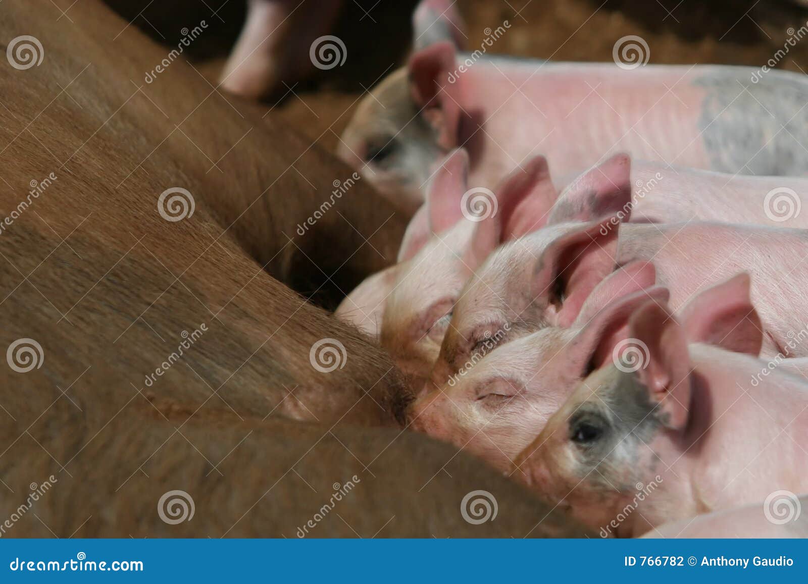 Nursing pigs stock photo. Image of spring, family, agriculture - 766782