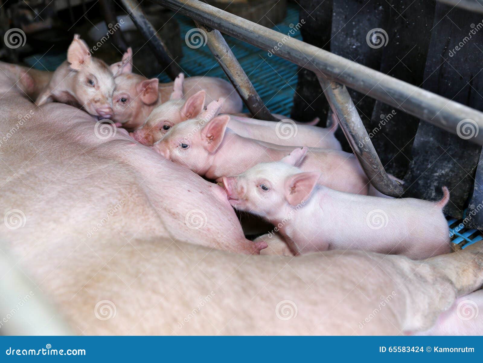 Nursing pigs stock photo. Image of agriculture, mother - 65583424