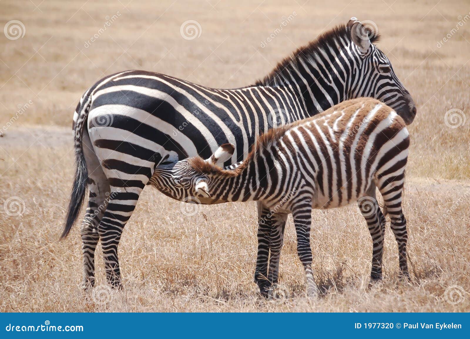 Baby Zebra Nursing Stock Photos - Free & Royalty-Free Stock Photos from ...