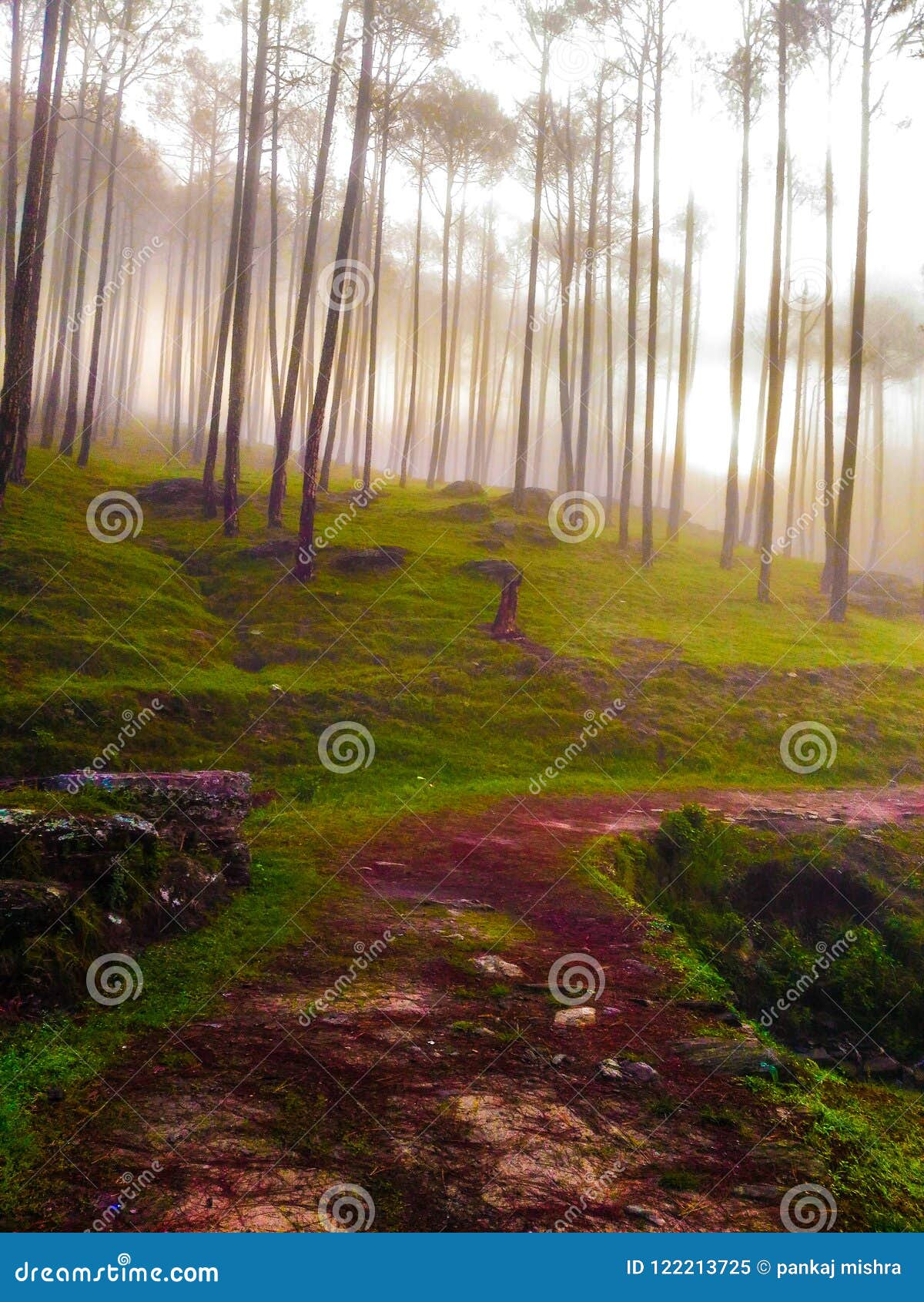 Nurture view stock image. Image of nurture, morning - 122213725