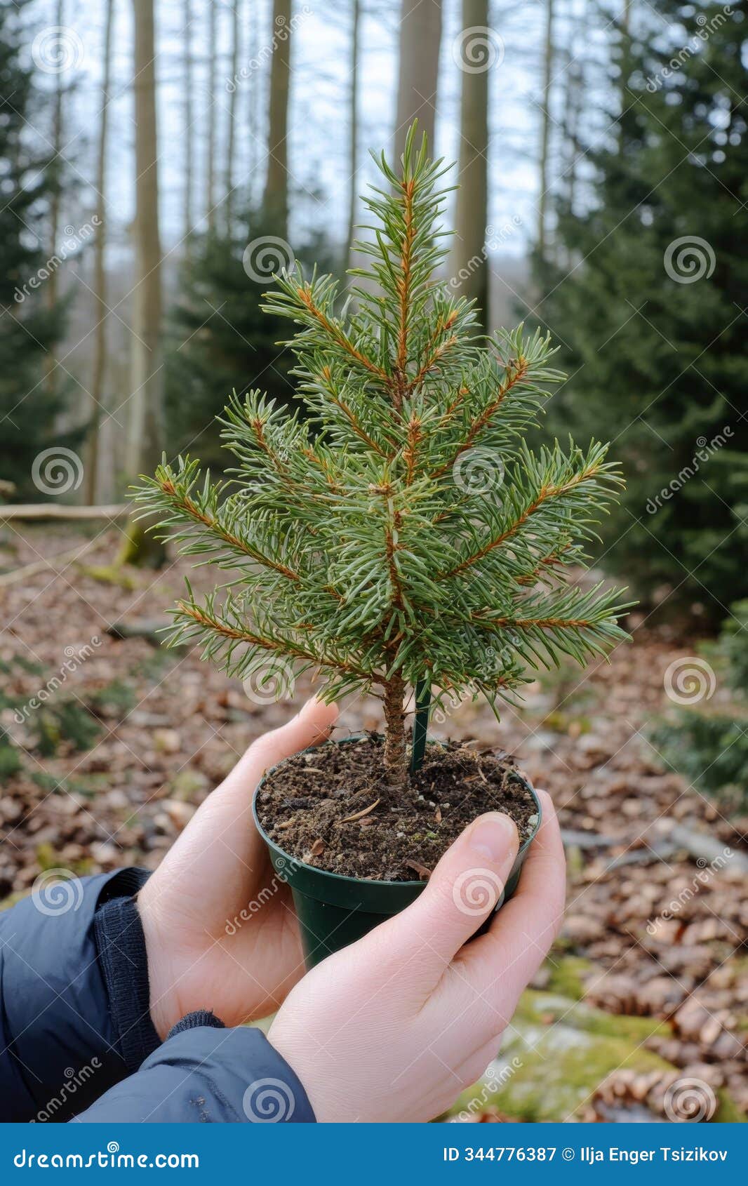 Nurturing the Forests Future Planting a Small Evergreen Tree, Symbol of ...