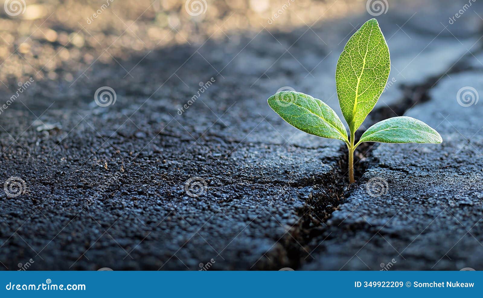 Nurturing Growth How Business Mindset Adapts and Thrives in Challenging ...