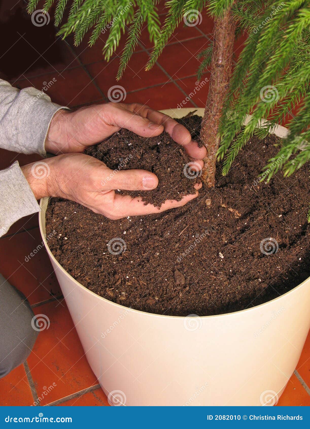 Nurturing hands stock photo. Image of soil, hands, live - 2082010