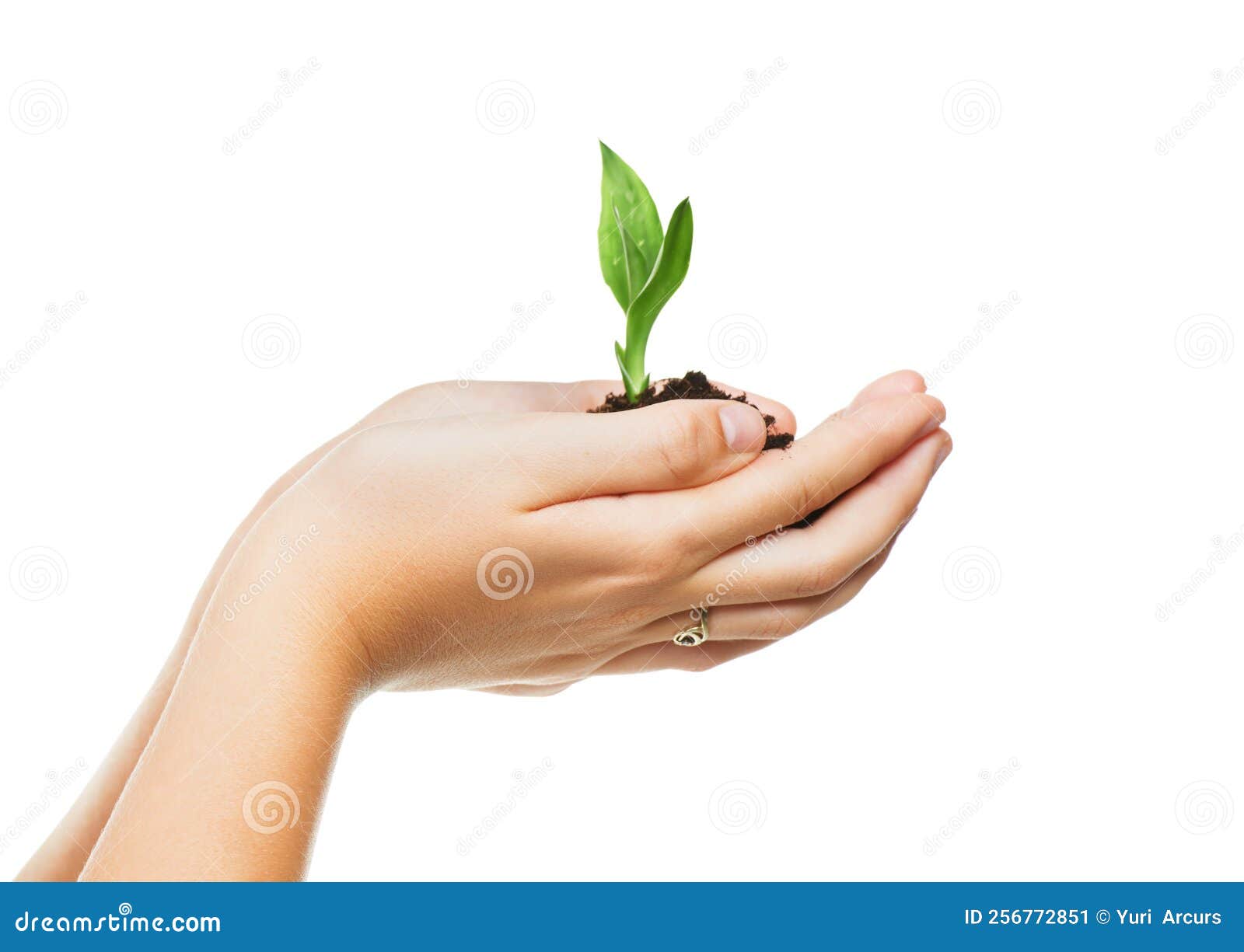 Nurturing Hands. Closeup Shot of Cupped Hand Holding a Small Seedling ...
