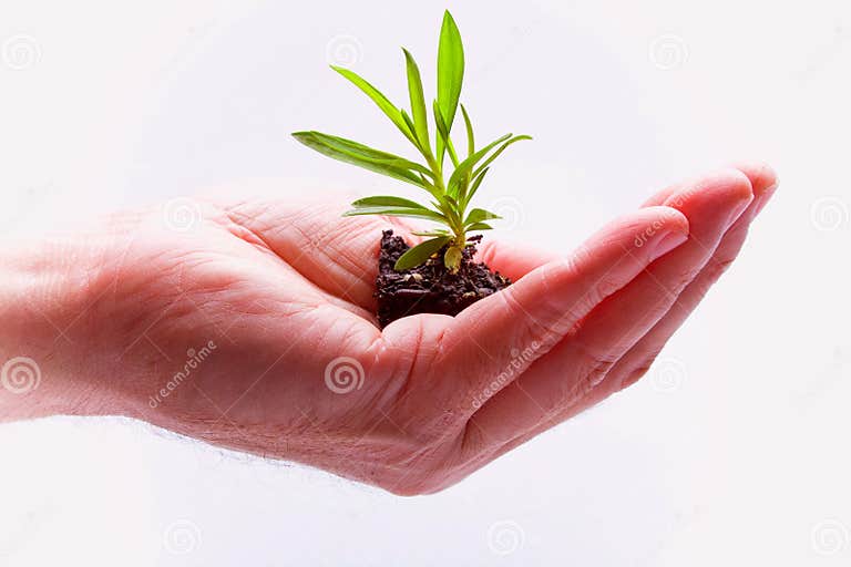 Nurturing Nature stock image. Image of details, growth - 7273385