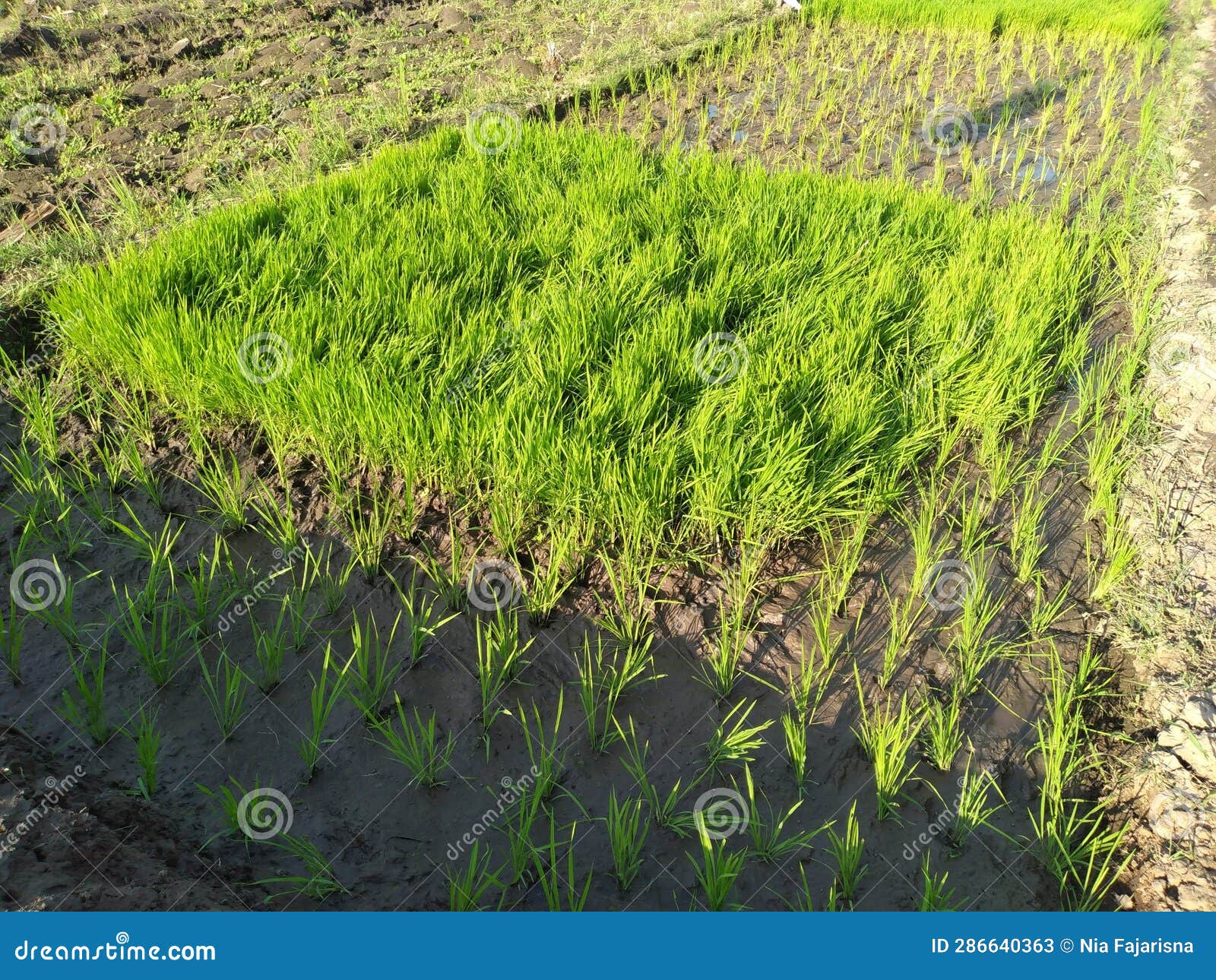 Nurturing Potential: Seedbed of Unplanted Rice Seedlings Stock Image ...